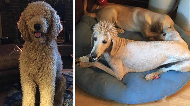22 Pet Haircuts That Went Horribly Wrong – InspireMore