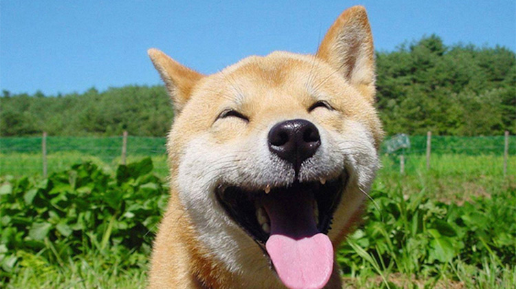 23 Really Happy Animals That Can't Stop Smiling – InspireMore