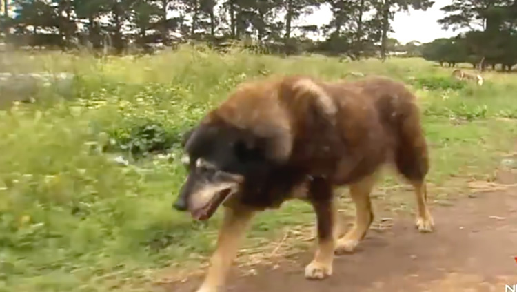 This Australian Dog Is Over 200 Years Old And Still Going Strong. Her ...