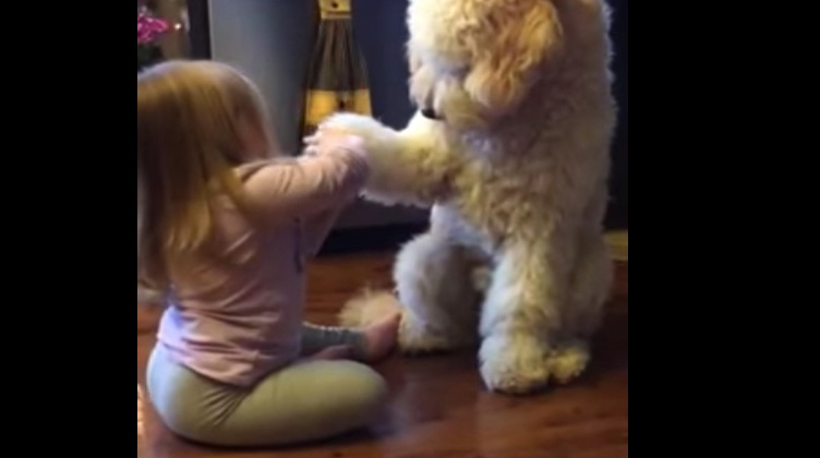 Parents Capture Toddler Teaching Giant Poodle To Shake. This Couldn't ...