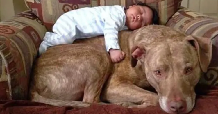 11 Pictures That Explain Why Every Child Should Grow Up With A Dog