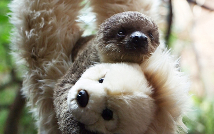 14 Ridiculously Photogenic Sloths – Page 5 of 14 – InspireMore