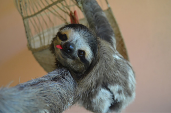 14 Ridiculously Photogenic Sloths – Page 12 of 14 – InspireMore