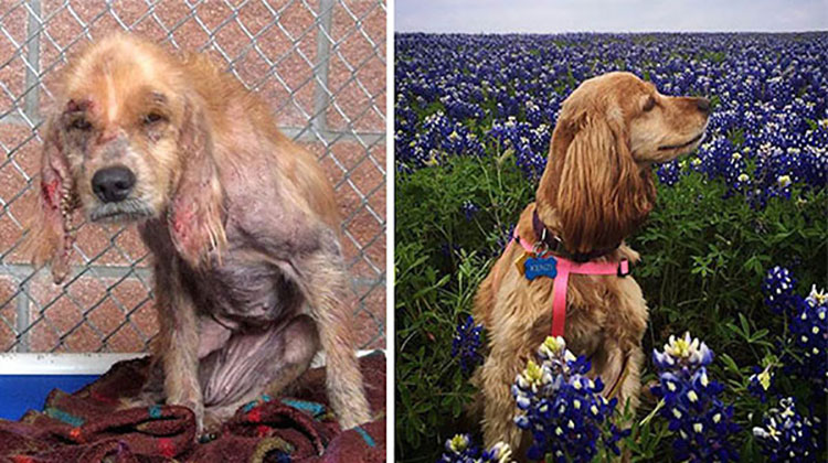 20 Heartwarming Before & After Photos Of Rescued Dogs. – Page 2 of 10 ...