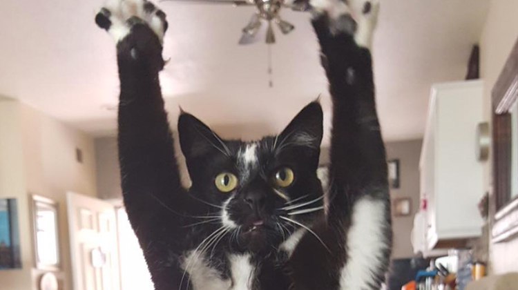 Meet Goalkitty: The Adorable Cat With A Unique Talent That's Making Her ...