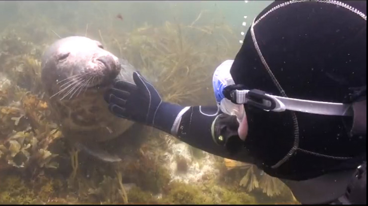 Affectionate Seal Gets A Tummy Tickle That Is Beyond Heartwarming ...