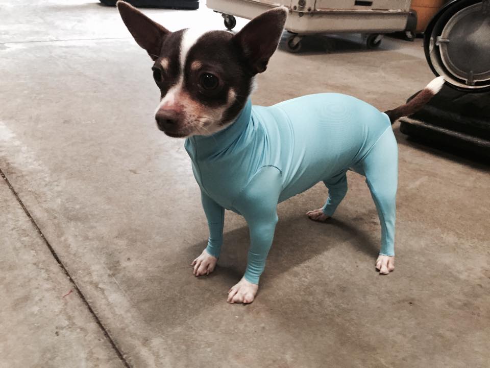 Dog Dad Who Dislikes Shedding Invents Puppy Leotards And We Can’t Stop ...