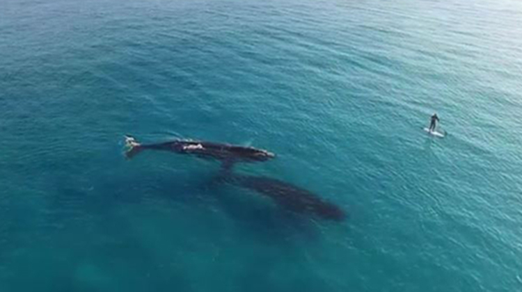 He Calmly Paddled Out To Sea, But Then Two HUGE Shadows Rose From The ...