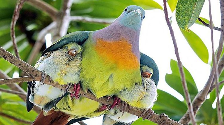 20 bird mothers taking care of their babies in astounding ways – Page ...