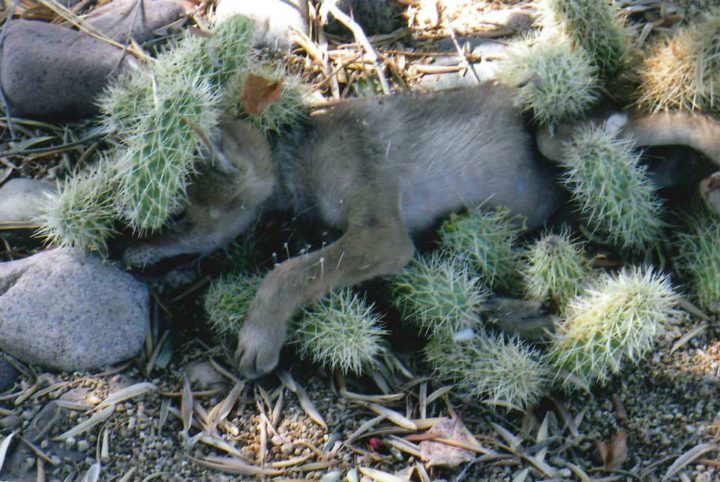 Woman Discovers "Puppy" Covered In Cacti And Immediately Calls For Help ...