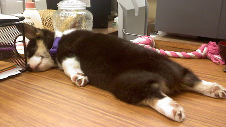 20 Sleepy Puppies That Just Could NOT Stay Awake – Page 19 of 20 ...