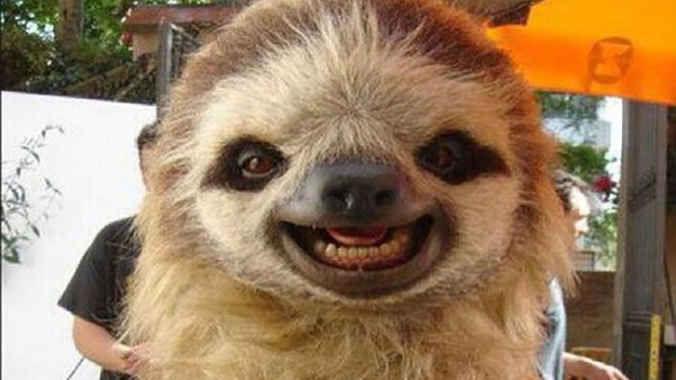 14 Ridiculously Photogenic Sloths – Page 4 of 14 – InspireMore