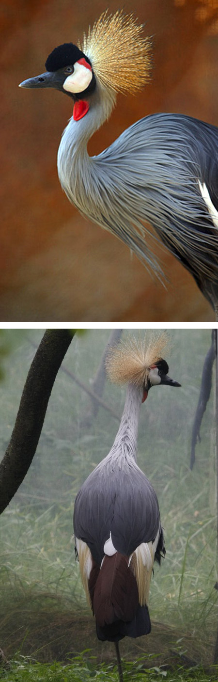 21 Birds With Most Eye-Catching & Beautiful Colors In The World ...