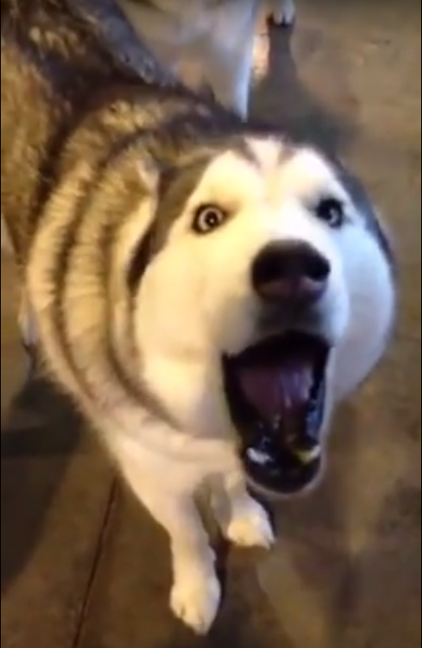 While Other Dogs Bark, Owner Catches Goofy Husky Yelling Like A Human ...