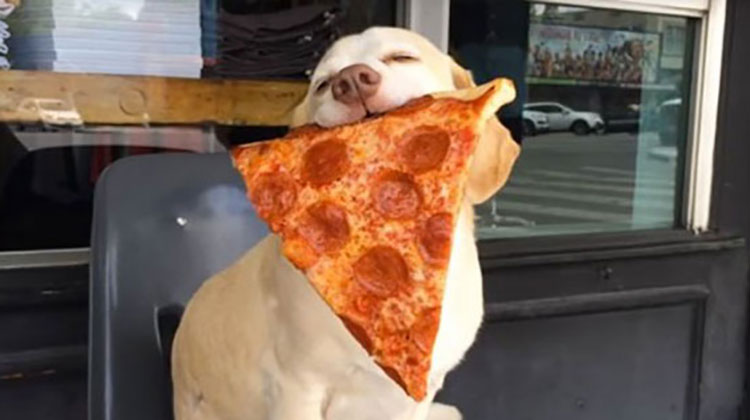 20 Animals Channeling Their Inner Foodie – Page 2 of 20 – InspireMore