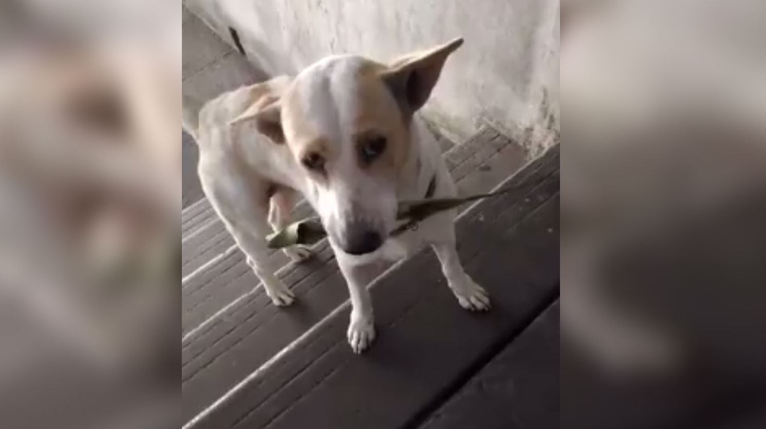 Woman Feeds Stray Dog, But Her Heart Melts When He Returns Daily With ...