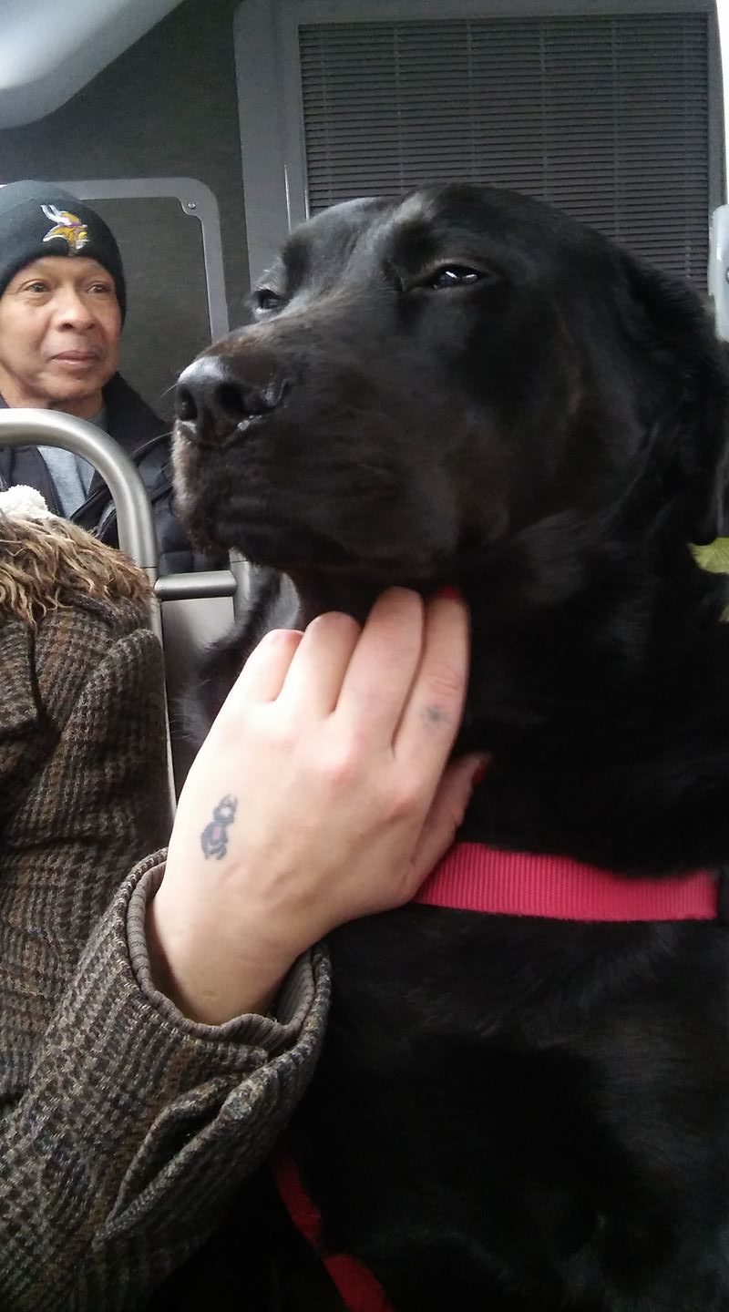 Seattle Commuters Are Obsessed With Dog Who Rides The Bus Without Her ...