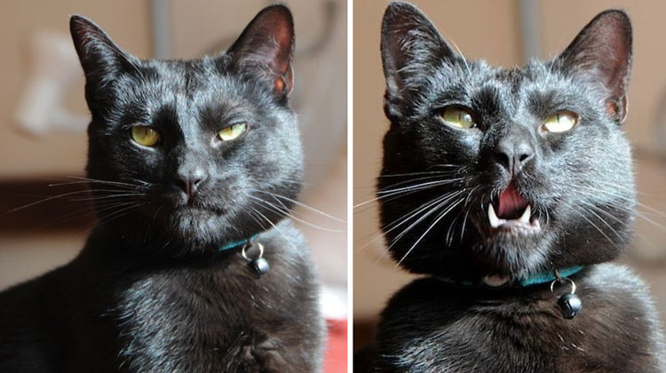 Australian Shelter Tries To Rid Itself Of Evil "Dictator" Cat With ...
