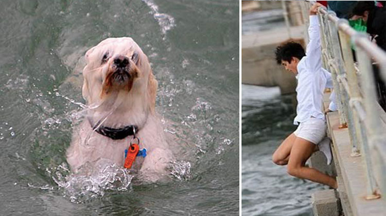 60mph Winds Sweep Small Dog Off Pier, Then Model Jumps To The Rescue ...