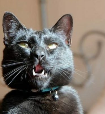 Australian Shelter Tries To Rid Itself Of Evil "Dictator" Cat With ...