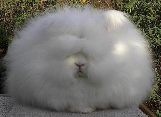 16 Of The Cutest Circular Animals In The World – InspireMore