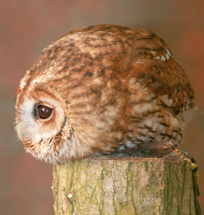 16 Of The Cutest Circular Animals In The World – InspireMore
