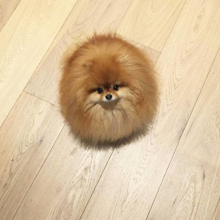 16 Of The Cutest Circular Animals In The World – InspireMore