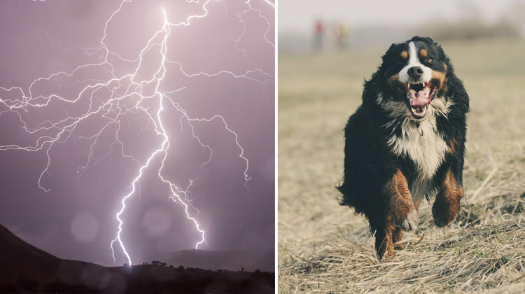 Lightning Strikes 2 Young Girls, Then Family Dog Races Back To Find ...