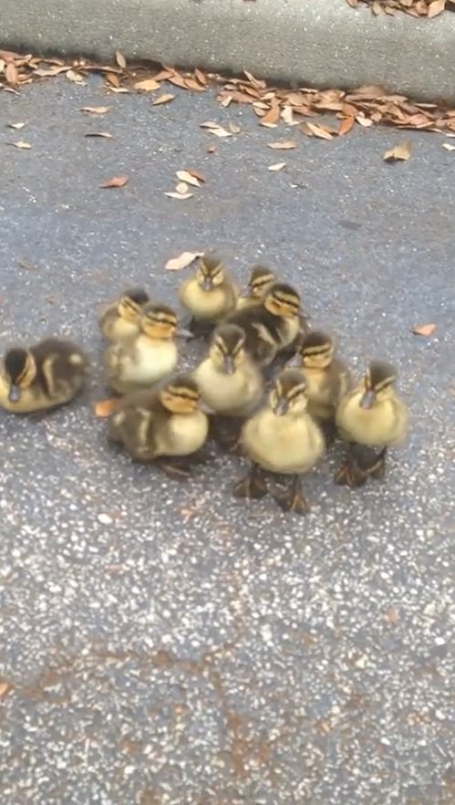 Duckling Imprinting