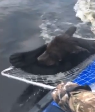 Russian Fishermen Risk Injury To Save Drowning Bear Cubs -InspireMore