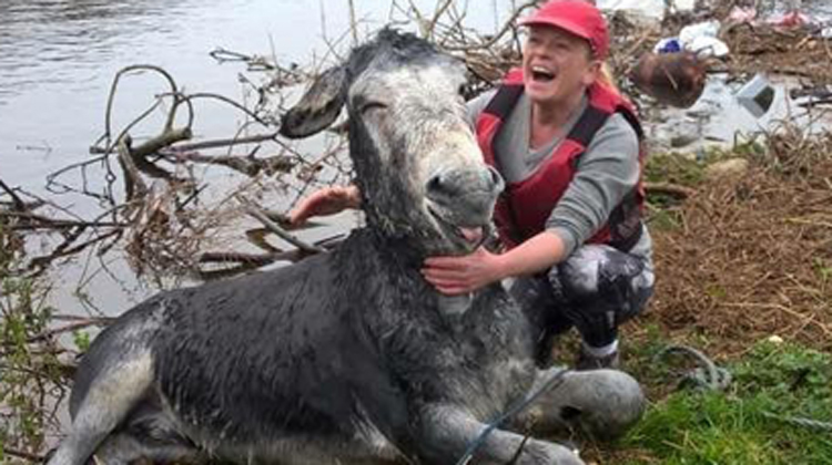 Donkey Was Drowning In Flooded Pasture, But Can’t Stop Grinning After ...