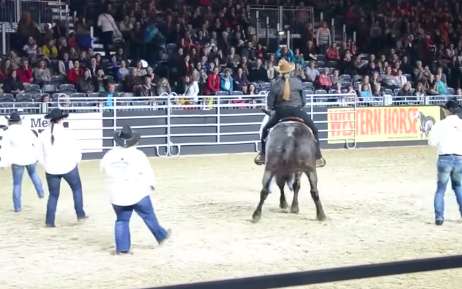 Clydesdale Horse Line Dances In Sweet Video - InspireMore