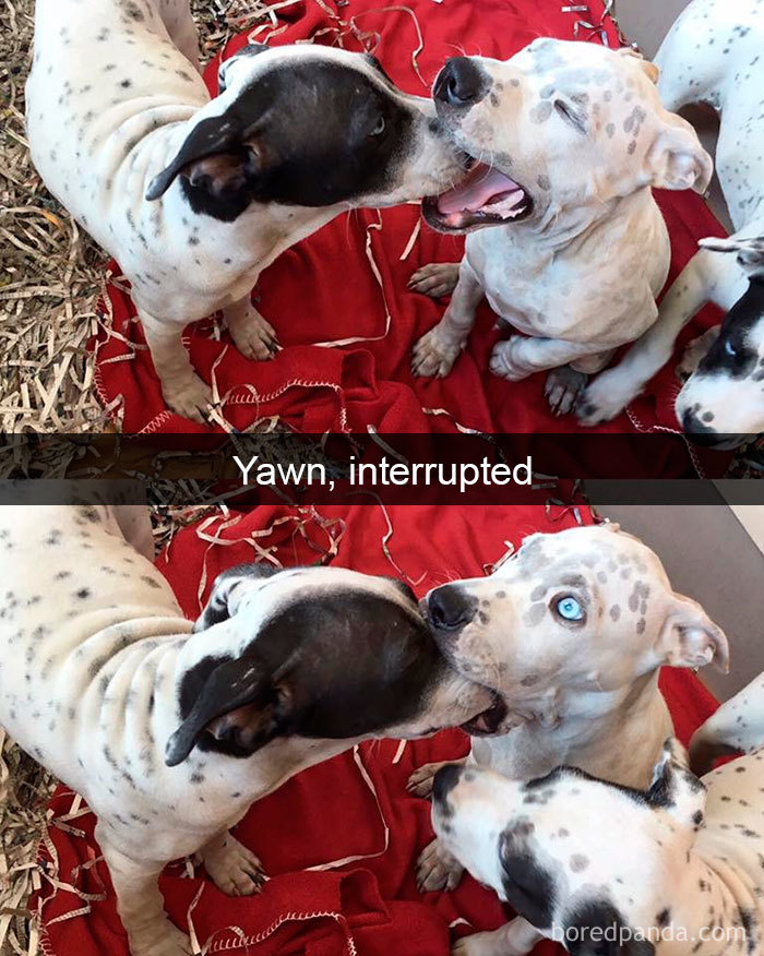 28 Hilarious Dog Snapchats— InspireMore