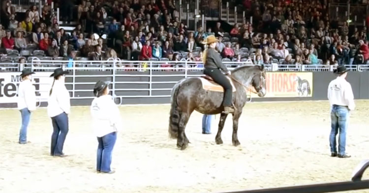 Clydesdale Horse Line Dances In Sweet Video - InspireMore