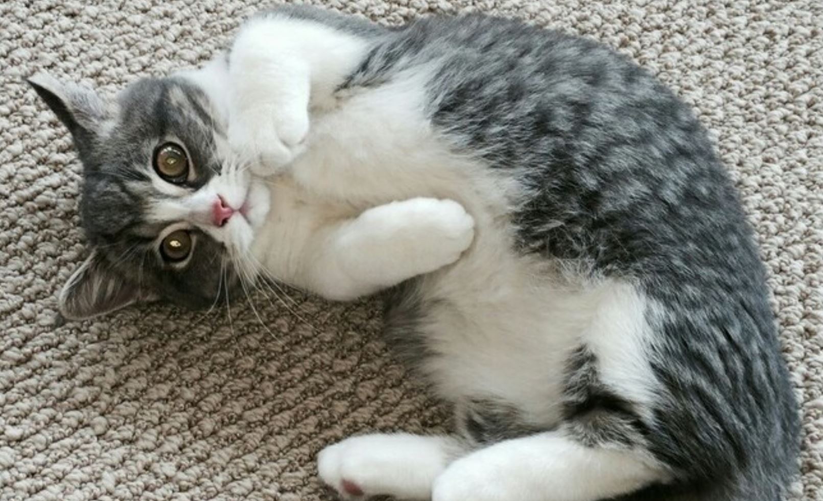 21 Adorable, Short-Legged Munchkin Cats – InspireMore