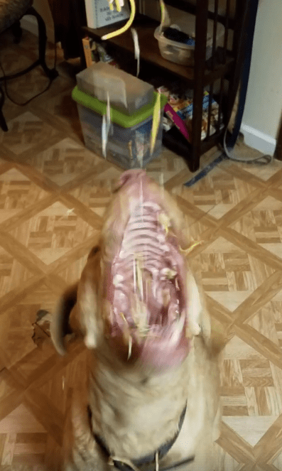 Dog Trying To Eat Shredded Cheese Has Mom Laughing— InspireMore