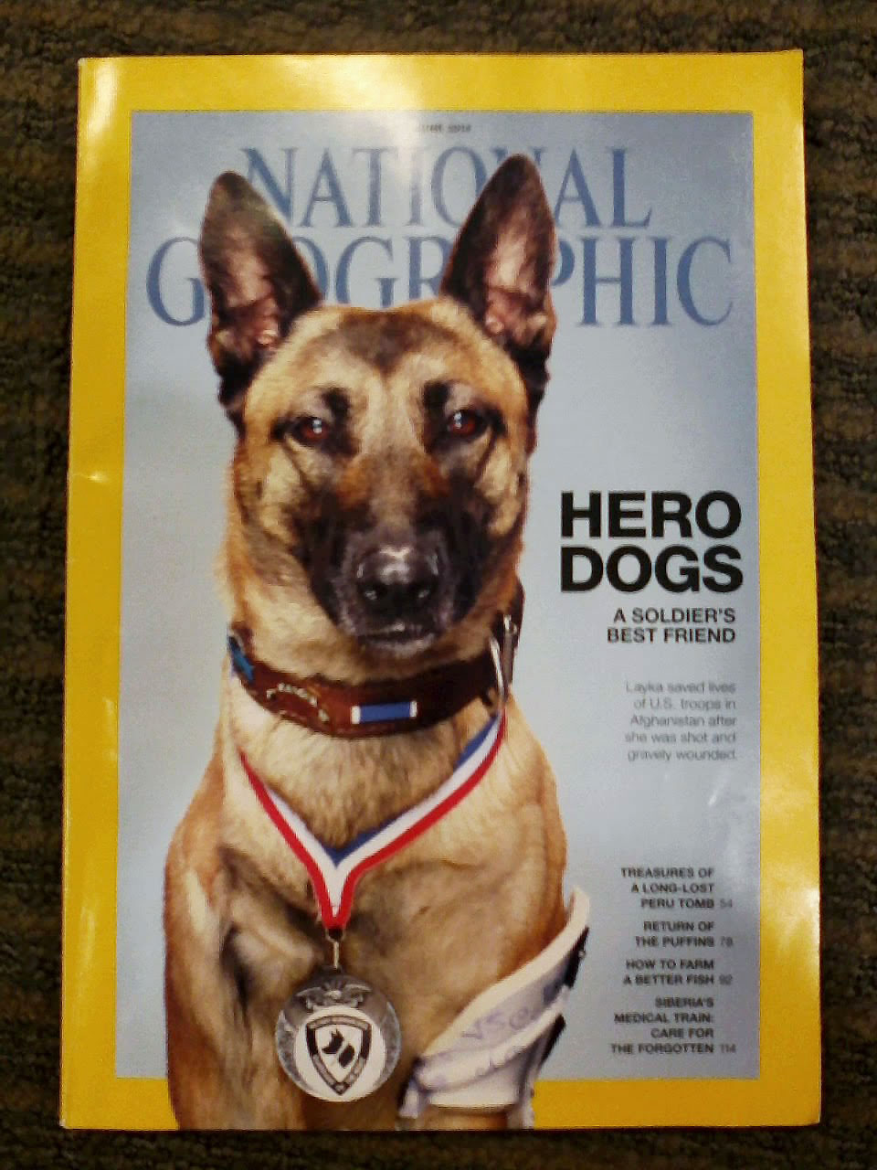 25 Heroic Dogs Of The Past 100 Years. -InspireMore.com