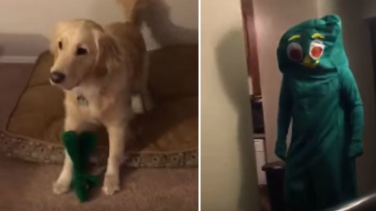 Dad Dresses Up As Gumby, His Dog's Favorite Toy– InspireMore