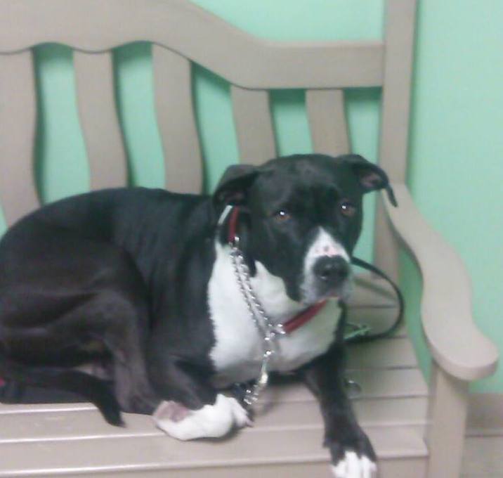 25 Heroic Dogs Of The Past 100 Years. -InspireMore.com