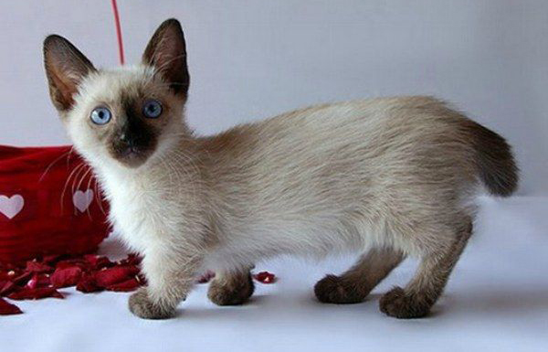 21 Adorable, Short-Legged Munchkin Cats – InspireMore