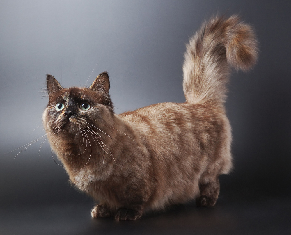 21 Adorable, Short-Legged Munchkin Cats – InspireMore