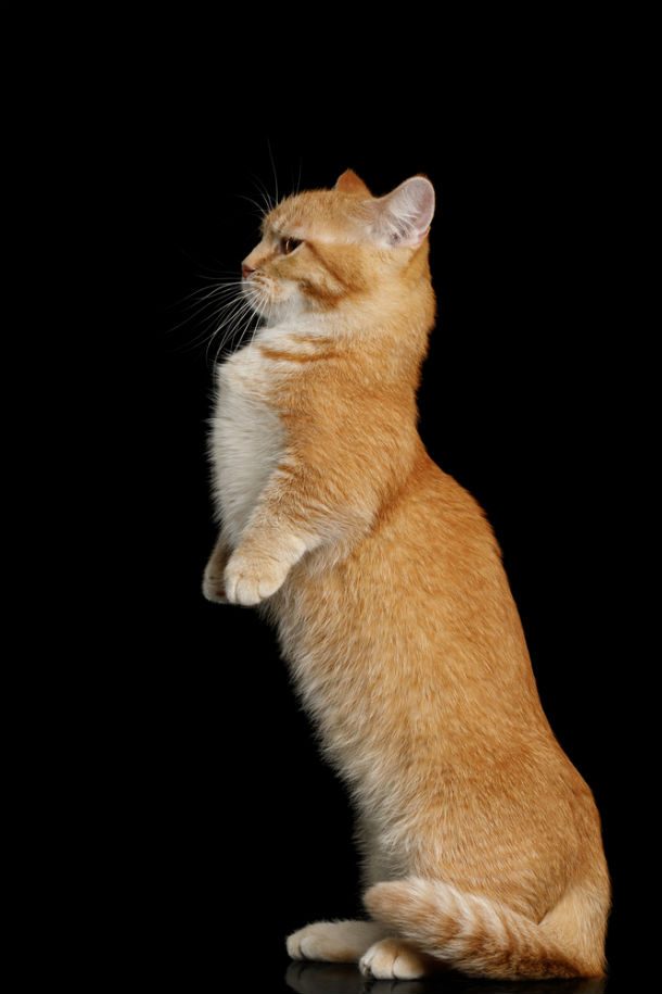 21 Adorable, Short-Legged Munchkin Cats – InspireMore