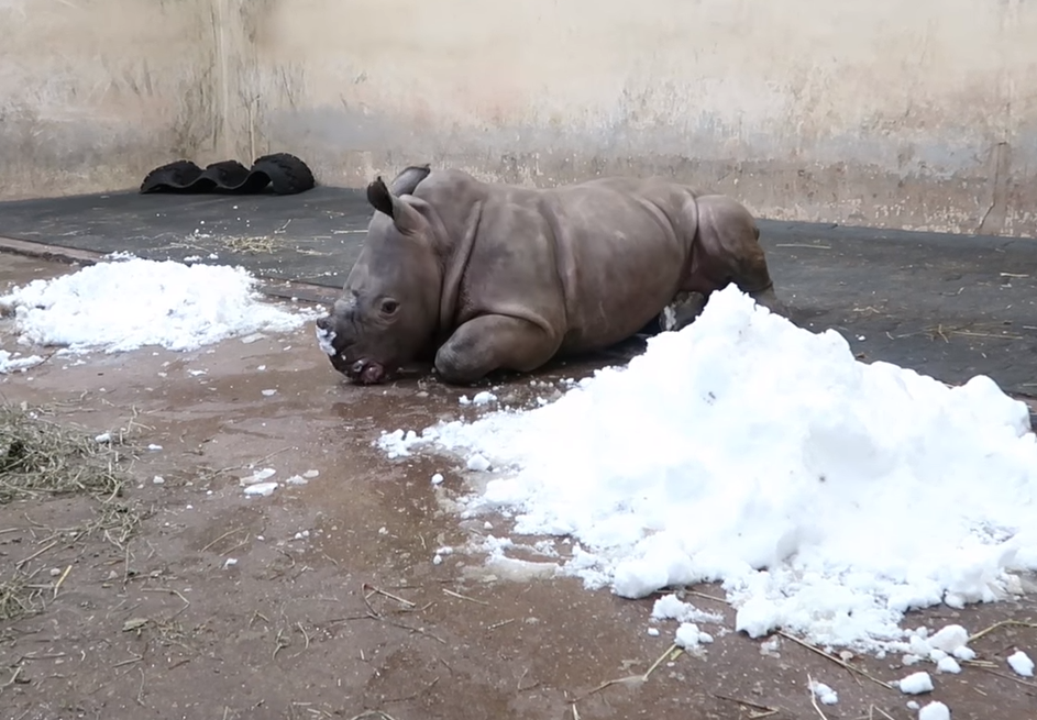 Baby Rhino Frolicks In Snow At Toronto Zoo— InspireMore