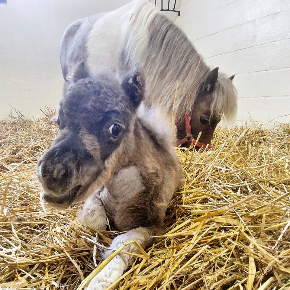 Dwarf Pony Gets New Legs Thanks To Bionic Braces. -InspireMore