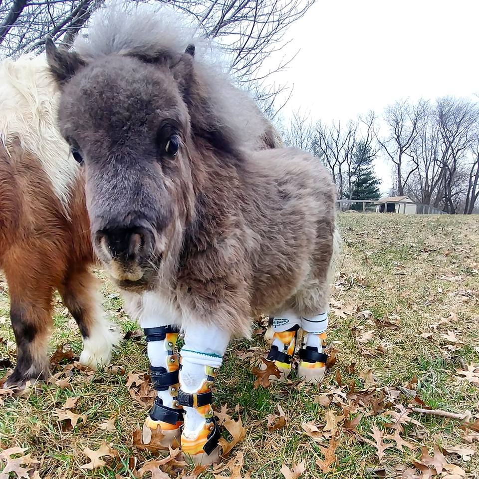 Dwarf Pony Gets New Legs Thanks To Bionic Braces. -InspireMore