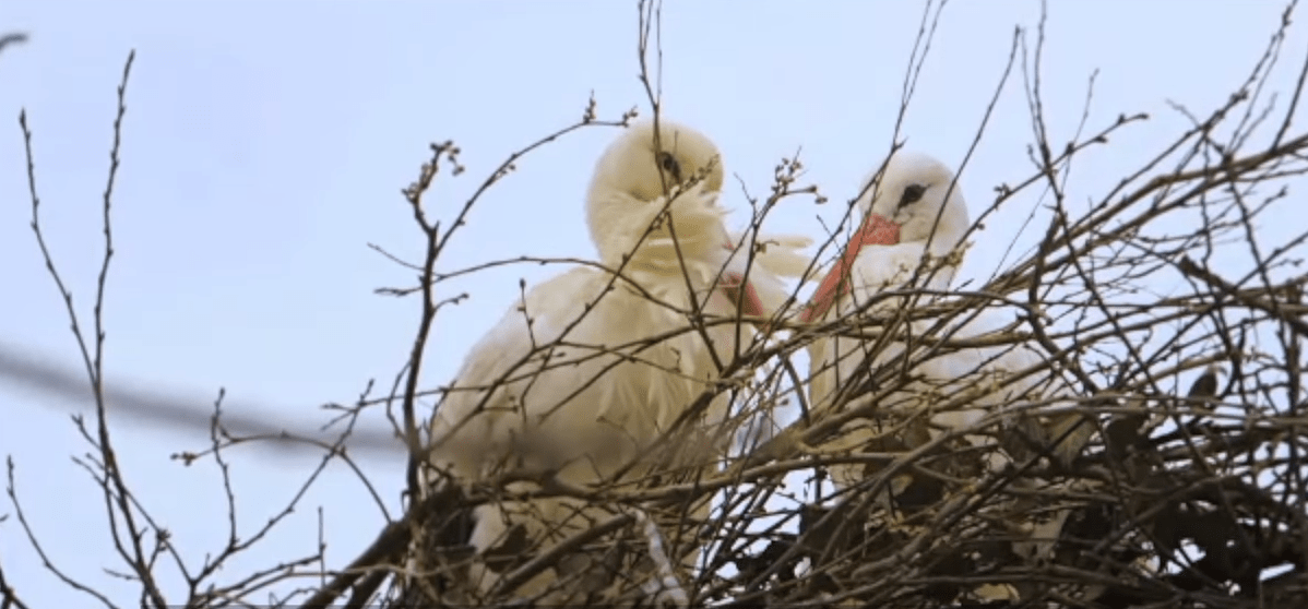 Millions Have Fallen For This Long-Distance Stork Love Story - InspireMore
