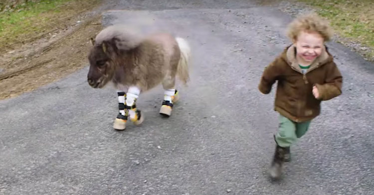 Dwarf Pony Gets New Legs Thanks To Bionic Braces. -InspireMore