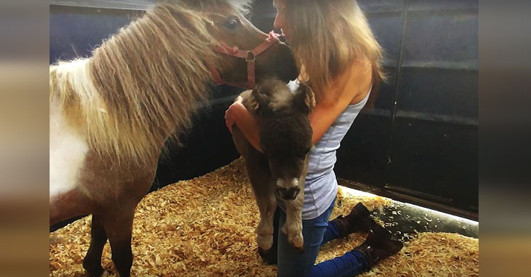 Dwarf Pony Gets New Legs Thanks To Bionic Braces. -InspireMore