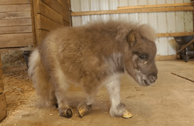 Dwarf Pony Gets New Legs Thanks To Bionic Braces. -InspireMore