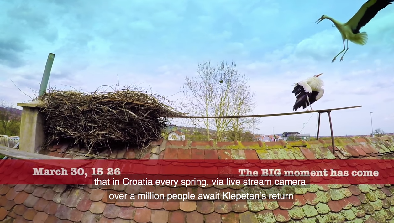 Millions Have Fallen For This Long-Distance Stork Love Story - InspireMore